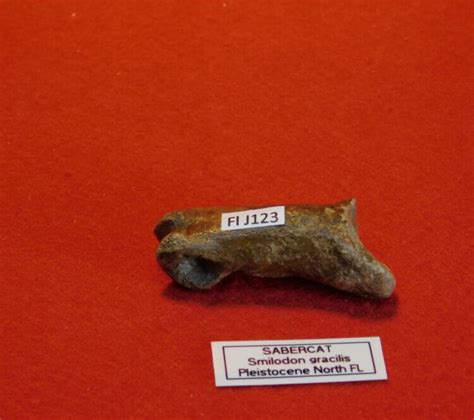 Saber Cat Fossils Archives Fossils And Artifacts For Sale Paleo