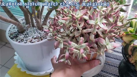 오늘은 엄마네 베란다 다육이들입니다 통통한 엄마네 다육💕 Youtube
