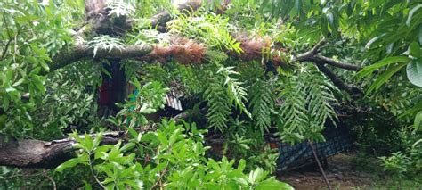 ငါးသိုင်းချောင်းမြို့ မိဿလင်ကျေးရွာအုပ်စု မိဿလင်ကျေးရွာတွင် မိုးရွာသွန်း၍ လေပြင်းတိုက်ခိုက်မှုက