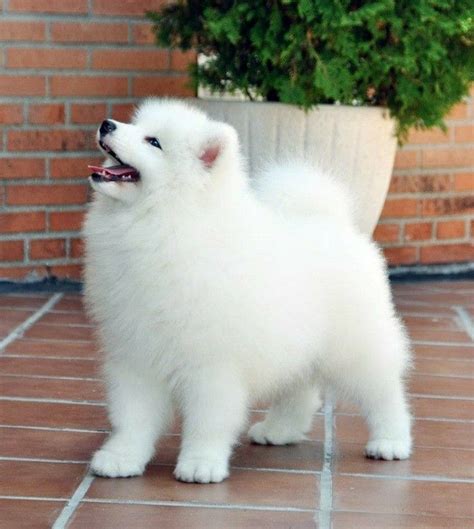 Pin By V On Animals I Love Samoyed Puppy Samoyed Dogs Cute Dogs