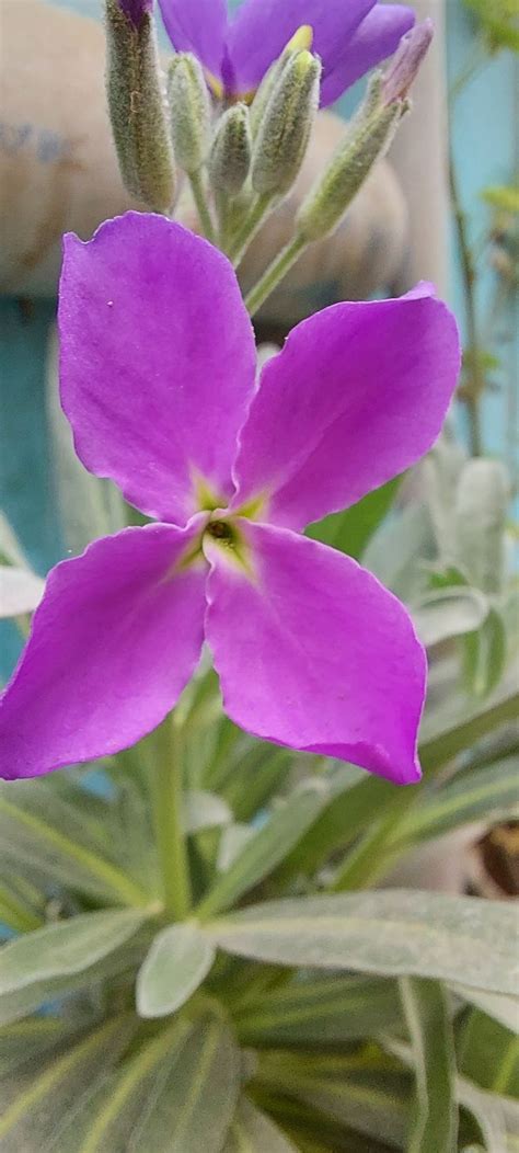 Purple Aleli Flower