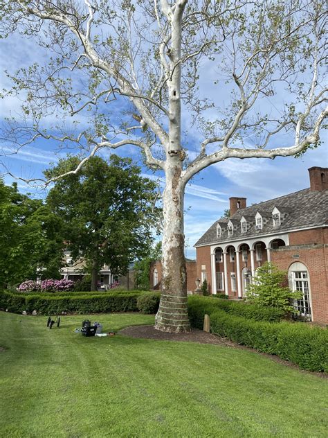 Using Ground Penetrating Radar For Noninvasive Tree Assessment Tree Care Industry Magazine