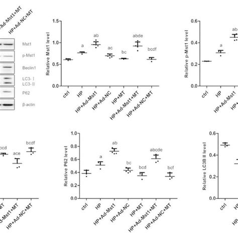 Analysis Of Protein Expression Levels Of Mst1 P Mst1 Beclin1 P62