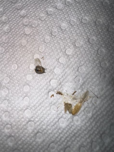 bug r bugidentification