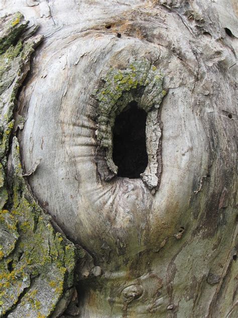 Tree Hole Hiding Place Free Photo On Pixabay Pixabay