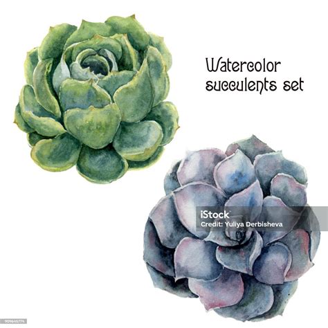 즙이 많은 수채화 설정합니다 손으로 그린 꽃 그림 흰색 배경에 고립 녹색과 보라 빛 선인장 디자인에 대 한 식물 그림 꽃 식물에 대한 스톡 벡터 아트 및 기타 이미지