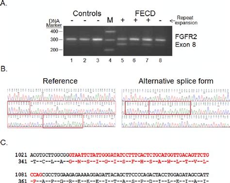 Novel Splicing Event In Fgfr2 Transcripts In The Ce A Rtpcr Using