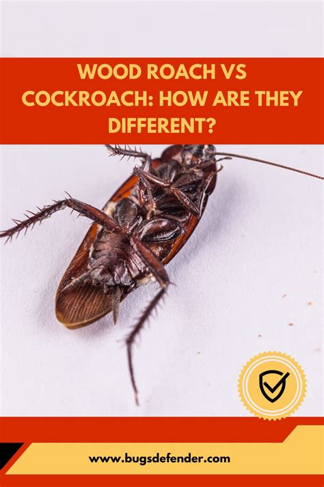 Wood Roach Vs Cockroach How Are They Different