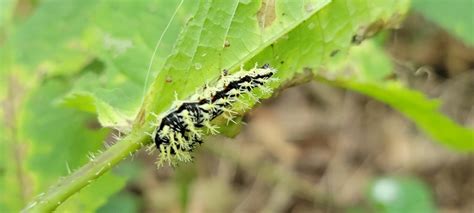 Caterpillar Identification R Entomology