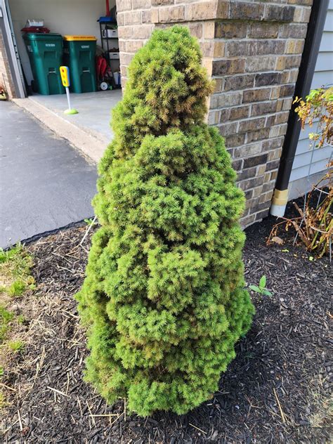 Replanted Pine R Horticulture