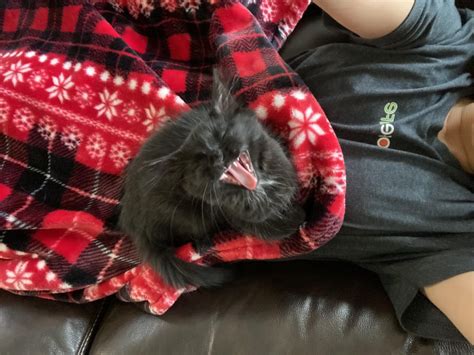 My First Cat Ever Meet Barbara “babs” Gordon R Kitten