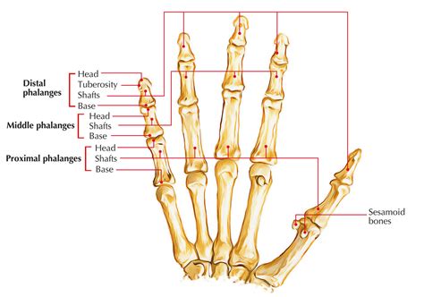 Definición De Proximal En Anatomía