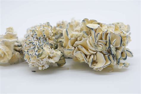 Enigma Magic Mushrooms Psychedelic Store Au