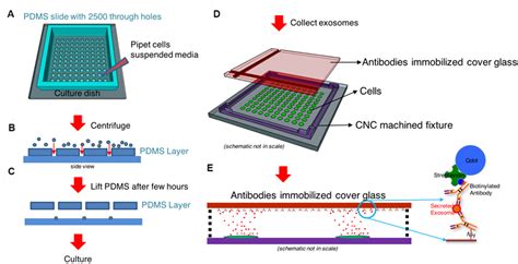 Quantitative Analysis Of Exosome Secretion Rates Of Single Cells