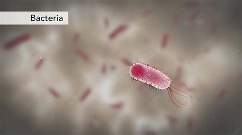 Bacteria Under The Microscope Germ Bacterium Microscopic Photo
