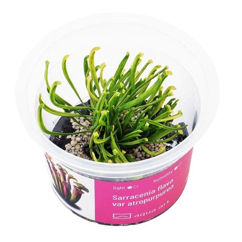 Sarracenia Flava Var Atropurpurea Aquasabi Aquascaping Shop