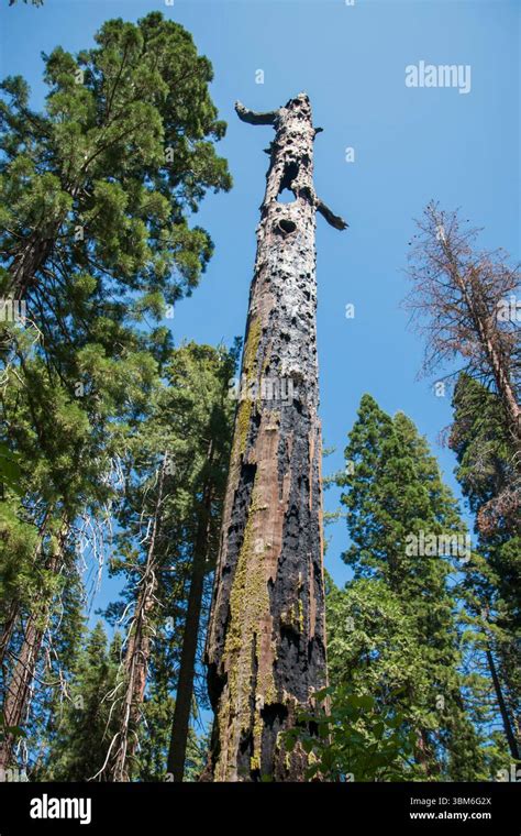 Calaveras Big Trees State Park Is Home To Giant Sequoia Trees In This