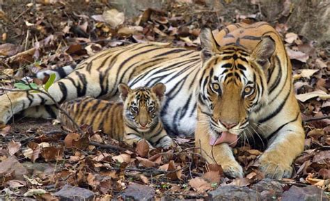 Tiger Cub And Mum Scrolller Tiger Cub And Mum Scrolller