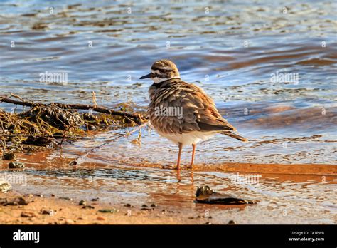 Killdeer Charadrius Vociferus On The Shore Of Lake Hefner In Oklahoma