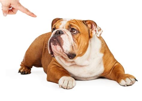 Premium Photo Bad Bulldog Being Punished