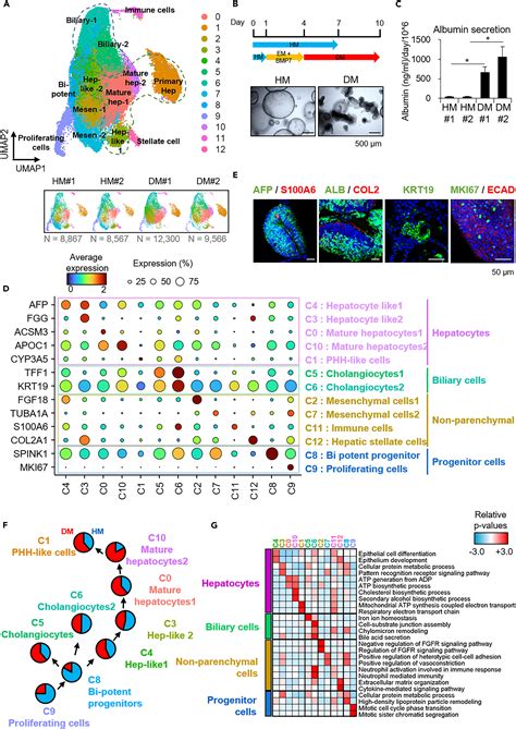 Integrative Analysis Of Single Cell Rna Seq And Atac Seq Reveals Heterogeneity Of Induced