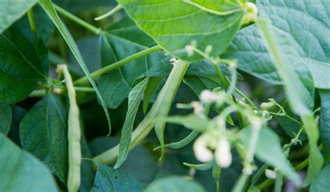 Hydroponics Category Bigger Garden