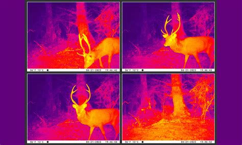 The Seven Types Of Deer In New Zealand Ranked By A Deer Hunter The