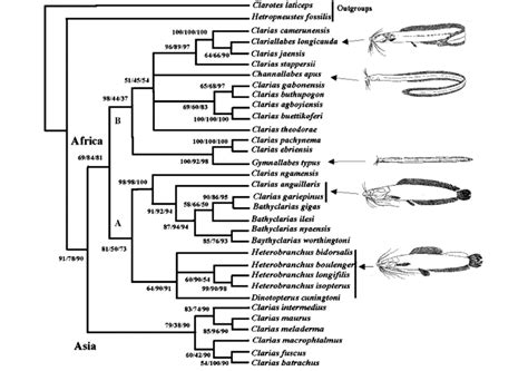 Consensus Tree Based On Maximum Parsimony Maximum Likelihood And