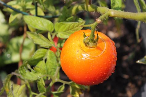 무료 이미지 분기 과일 잎 식품 생기게 하다 야채 정원 건강한 플로라 토마토 성장하는 감귤류 장미 엉덩이 매크로 사진 꽃 피는 식물 등자
