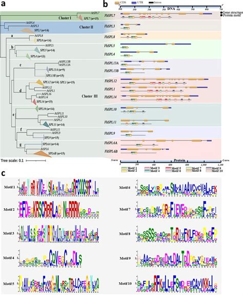 Evolutionary Relationship Gene Structure And Protein Motif Assessment Download Scientific