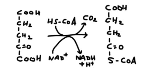 Practice Exam Flashcards Quizlet