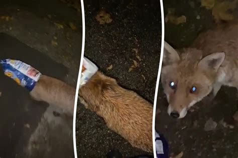 Fox Rescued After Becoming Stuck Inside Packet Of Wotsits Discover Swns