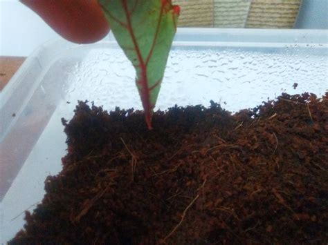 How To Propagate A Rex Begonia Leaf 11 Steps With Pictures