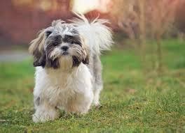 11 Best Shih Poo Haircut Styles With Pictures We Love Doodles