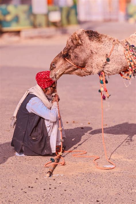 활기찬 거리 배경에서 사람과 낙타의 상호작용 · 무료 스톡 사진