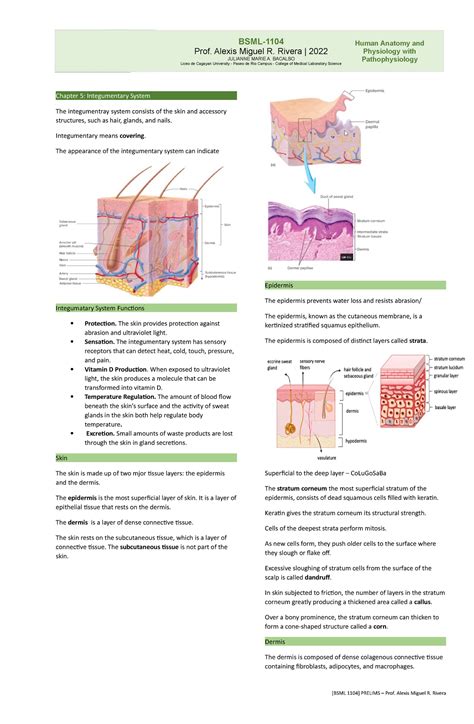 Anaphy Chapter 5 Transes - Chapter 5: Integumentary System The ...