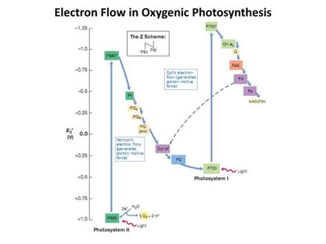 Phototrophy Chemotrophy And Autotrophy In Prokaryotes Ppt