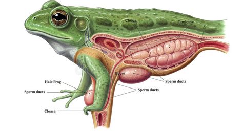Detailed Anatomical Illustration Of A Frog S Internal And External Features The Cross Stock