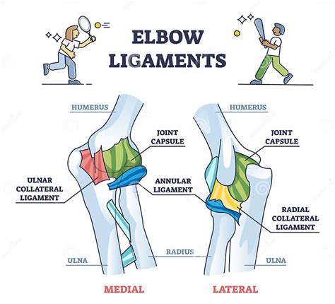 Elbow Ligaments With Medical Medial Or Lateral Xray Structure Outline