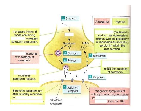Drug Interaction At The Serotonergic Synapse Quiz