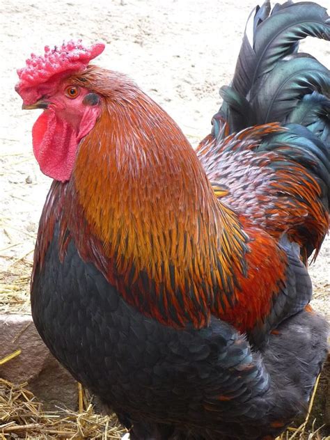 Derbyshire Redcap Chicken Breed History Characteristics Temperament And Comb Type Grow Chicken