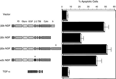 Apoptosis Induction By Different Ndf Isoforms Expression Plasmids 4