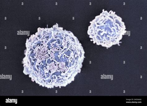 Stem Cells Coloured Scanning Electron Micrograph Sem Stem Cells Can Differentiate Into Any