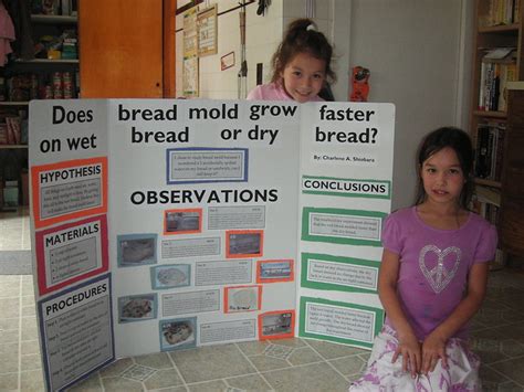 Bread Mold Experiment Data
