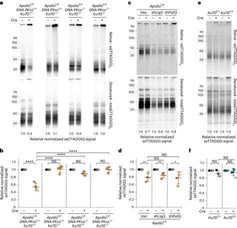 dna pk prevents apollo independent processing of 3′ telomere