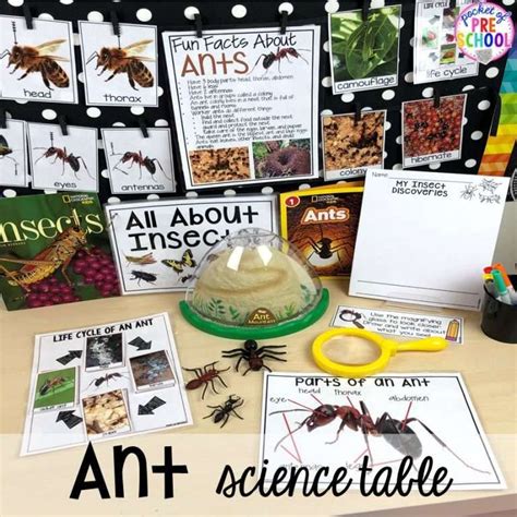 Ant Activities For Preschoolers Preschool Activities Ants Activities