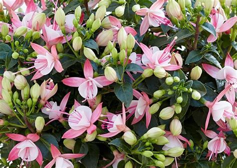 Fuchsia Bella Sophia Trailing 1 Litre Stewarts Garden Centre