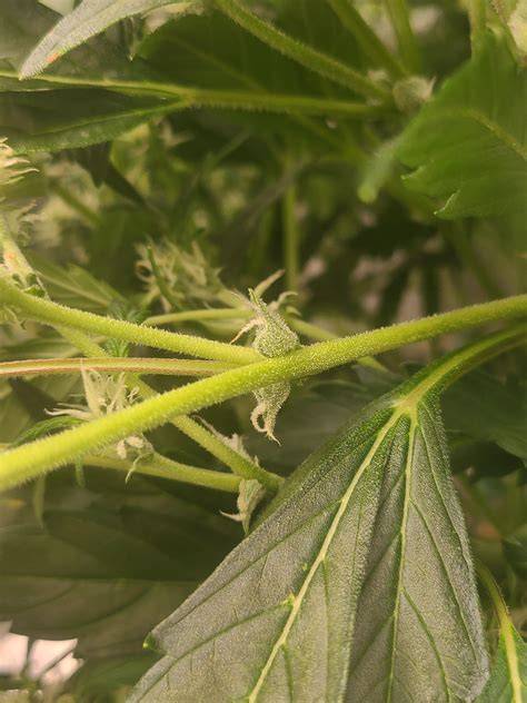 Are Those Balls R Dwc