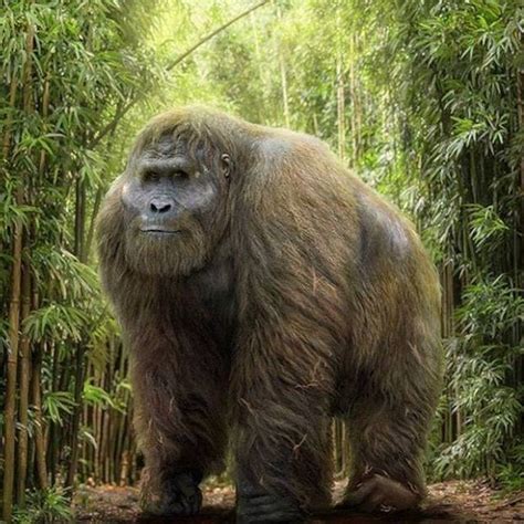 Gigantopithecus Hashtag On Instagram • Photos And Videos Prehistoric