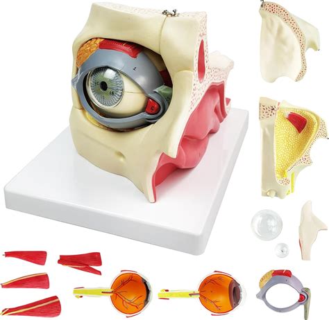 Hadwyn 3x Enlarged Human Eye Orbital Anatomical Philippines Ubuy